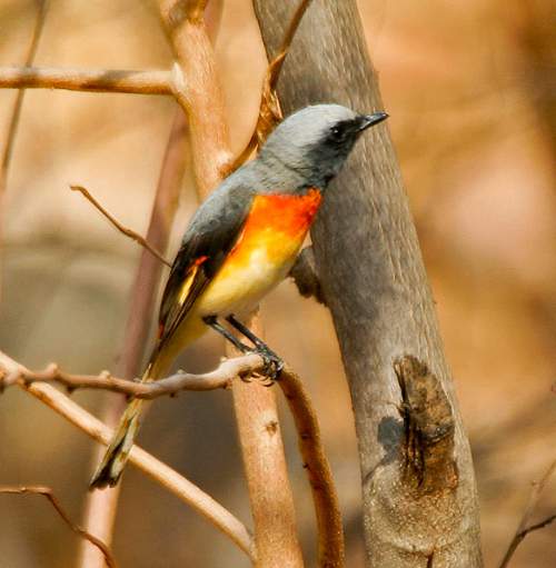 Small minivet photos | Birds of India | Bird World