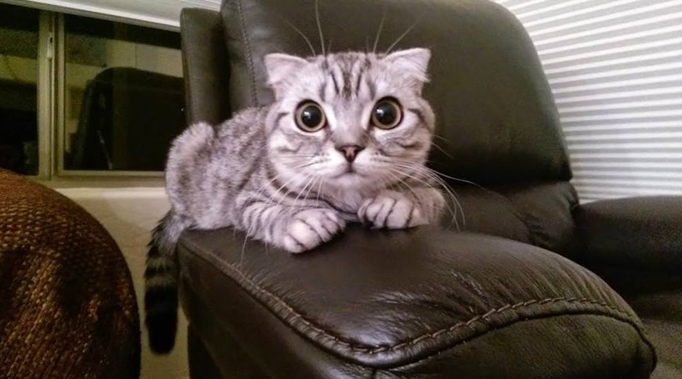 Cat Ready To Pounce. ~ PewPaw