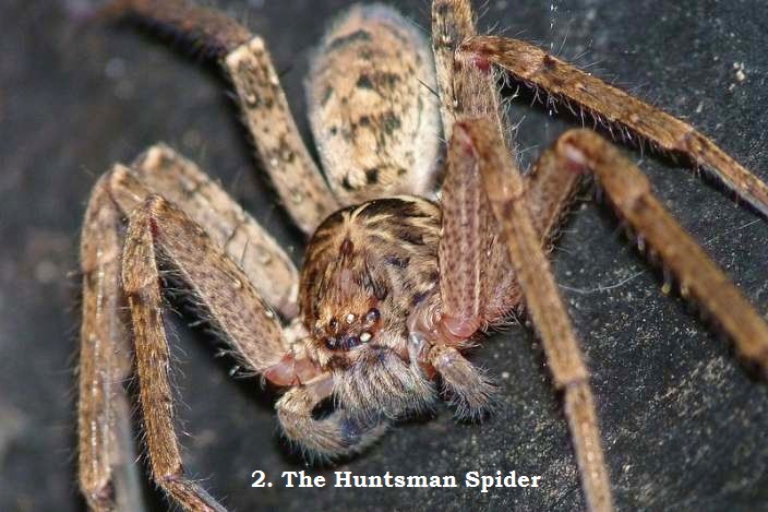 In Birdy's Eyes:: Afrikaans: Die wêreld se grootste Spiders