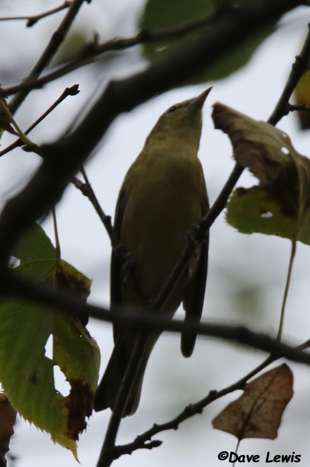 Birds from Behind : Out Birding at Last!