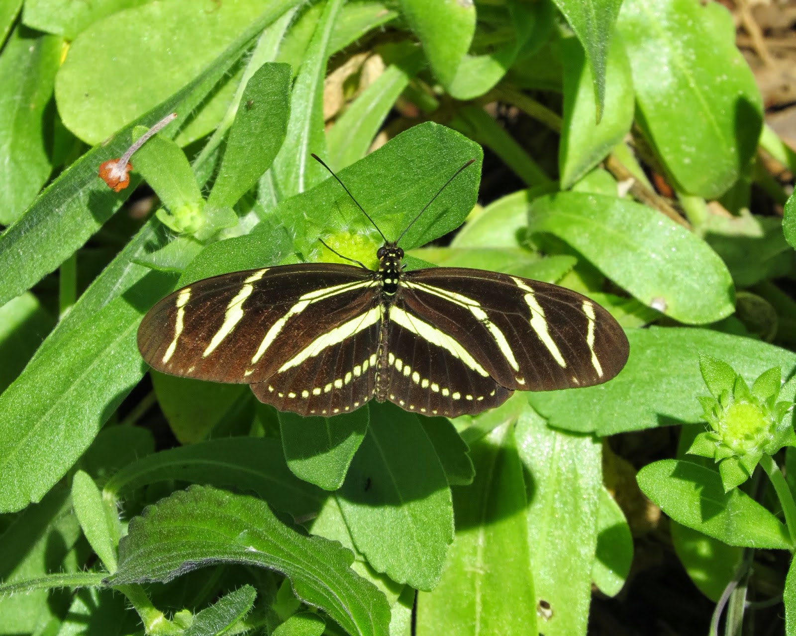 Things with Wings: Florida Butterflies