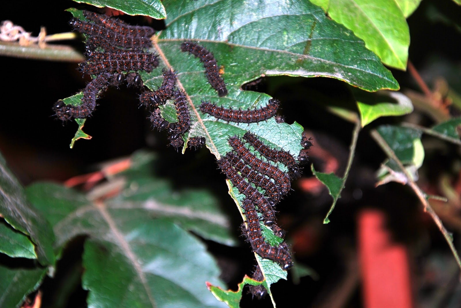 Lepidóptera 10º Norte: Dione juno