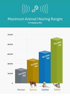 Pet Acoustics Pet Tunes Speaker for Dogs | Australian Dog Lover