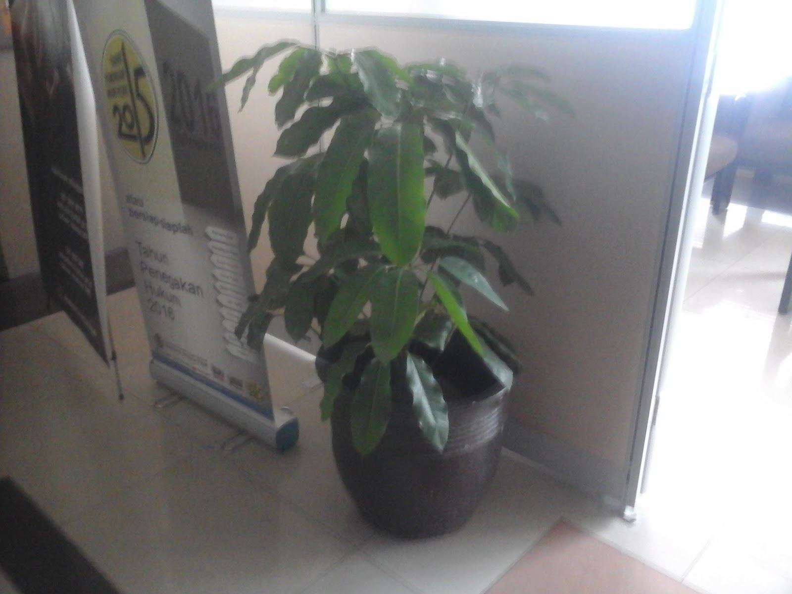 DAFTAR HARGA TANAMAN: Walisongo daun lebar untuk tanaman indoor