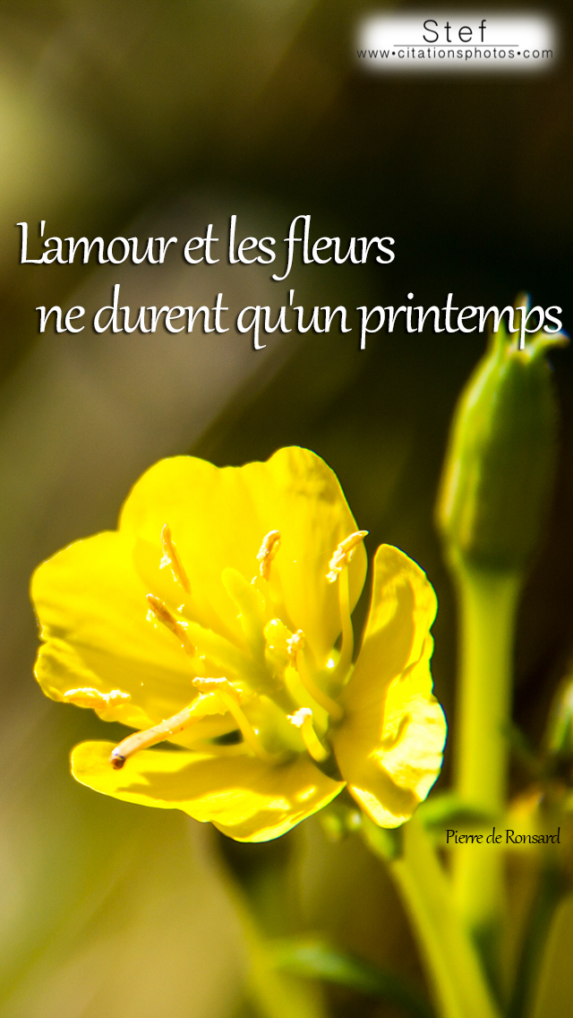 [94+] Citation Printemps Amour Gratuit | CitesSites