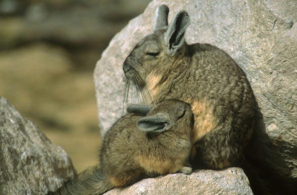 Cultura Guaraní: La vizcacha