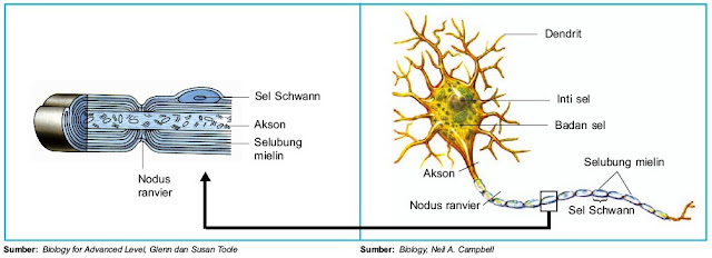 Bagian-bagian dan Fungsi Sel Saraf ( Neuron )