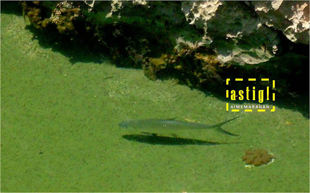 a s t i g !: CARAMOAN │Matukad Island's Mystical Bangus