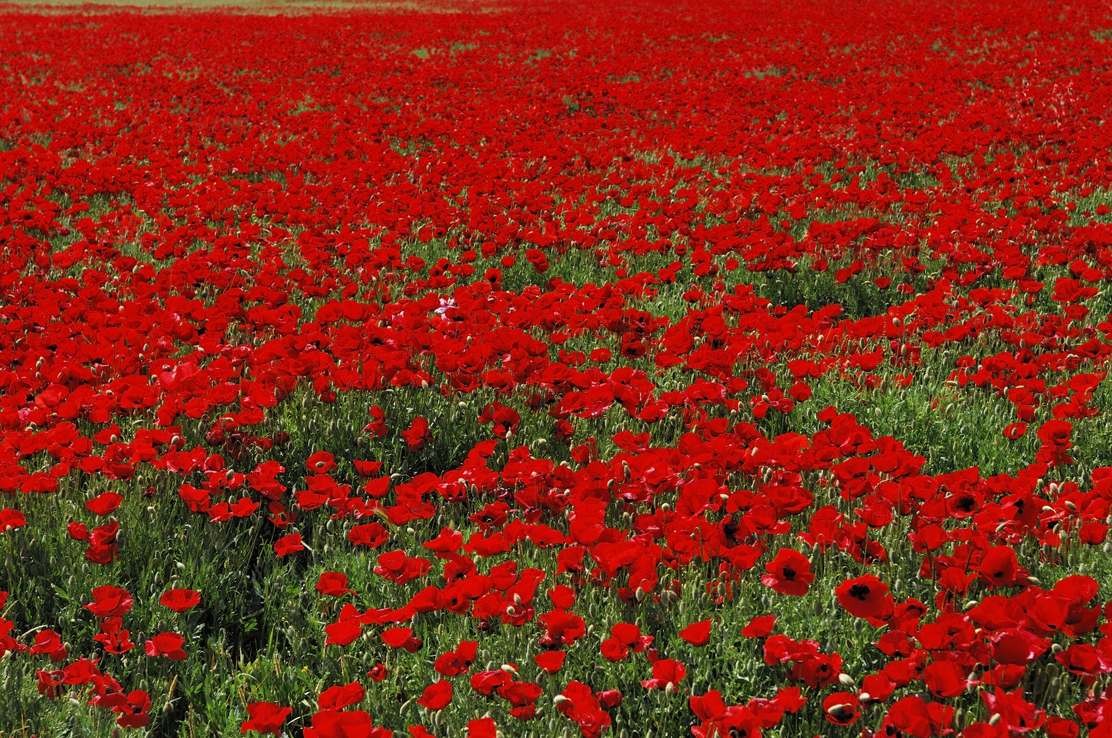 Lazele: NATURE IN RED