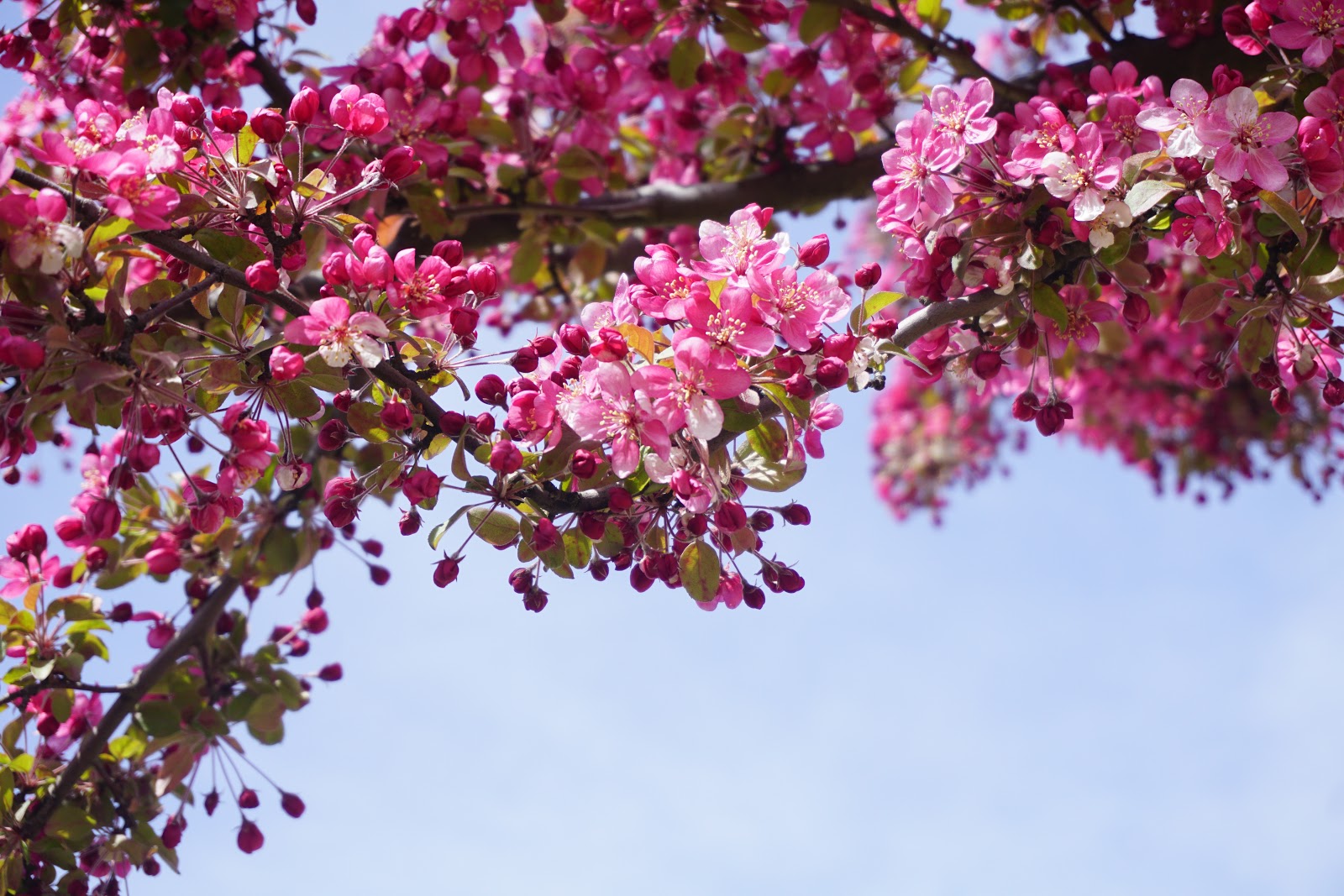 Plantas de Huerta Otea, Salamanca: Manzano de flor, manzano rosa ...