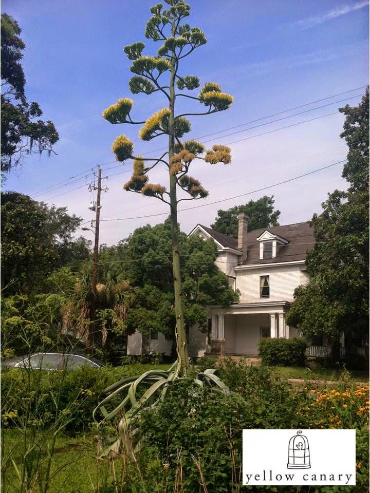 Yellow Canary Flowers: The Century Plant