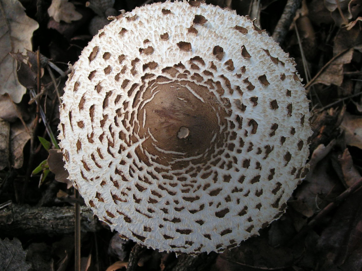 Bolets de Caldes de Malavella: Apagallums