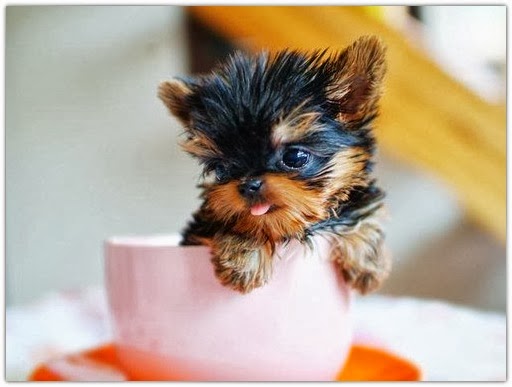 Cute Little Creatures