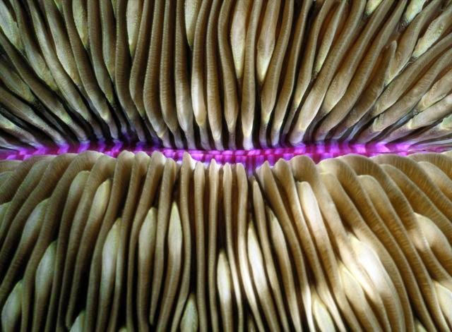 Seni Visual: Jalinan