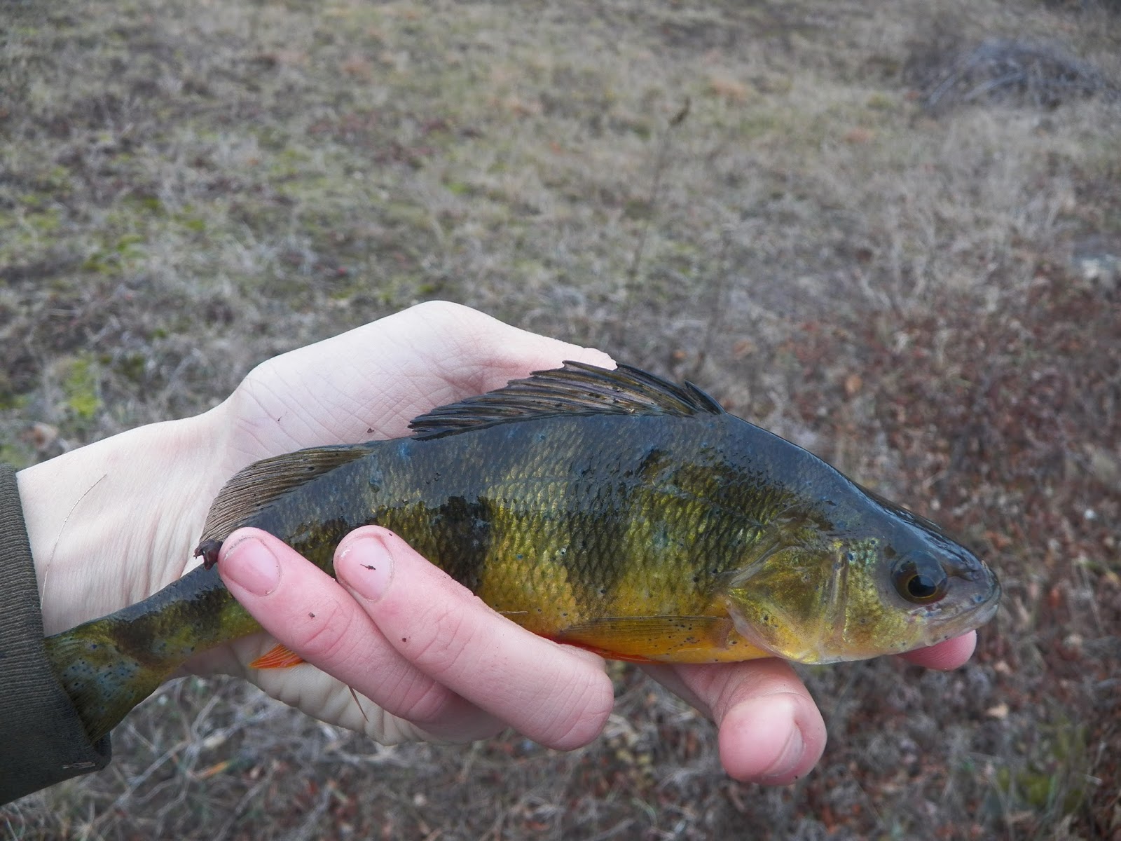 Connecticut Fly Angler: Jumbo Perch, and a Big Pickerel... on 4x!