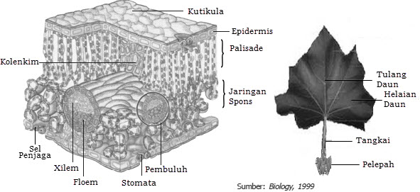 Organ Tumbuhan dan Fungsinya | Mikirbae.com