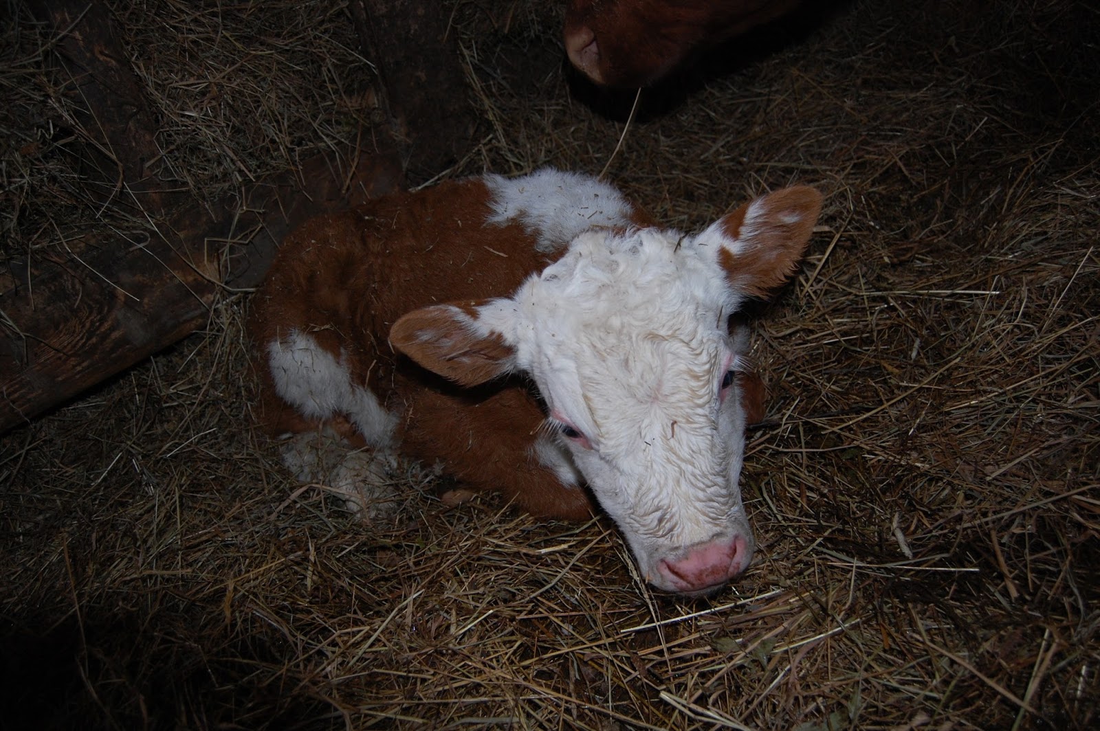 The Road to Someday: Cow and Rabbit Pictures! ((New Calf!))