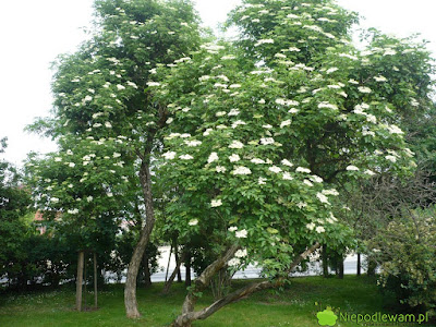 Dziki bez czarny i bez hebd – jak rozróżnić - Słowiańska Natura