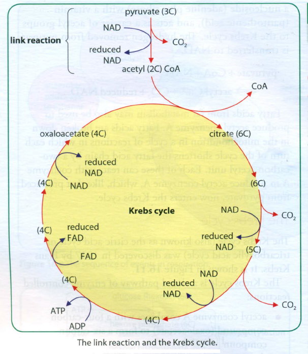 #89 The Krebs cycle | Biology Notes for A level