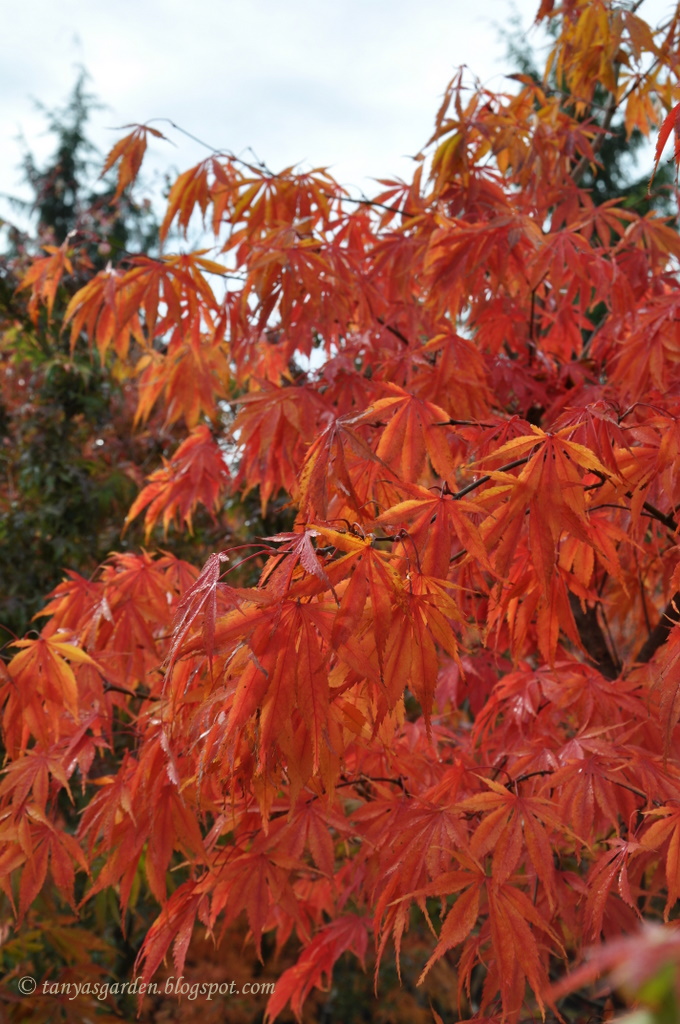 MySecretGarden: Japanese Maples. Picture Gallery