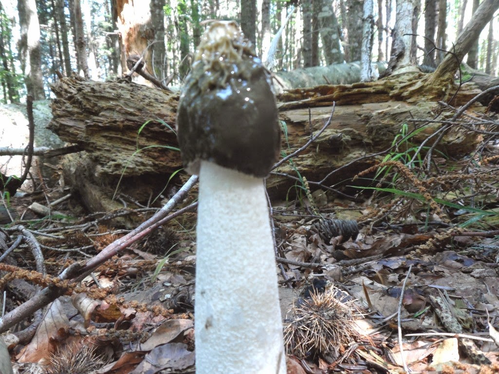 Funghi in Toscana: Notizie incerte e contrastanti.