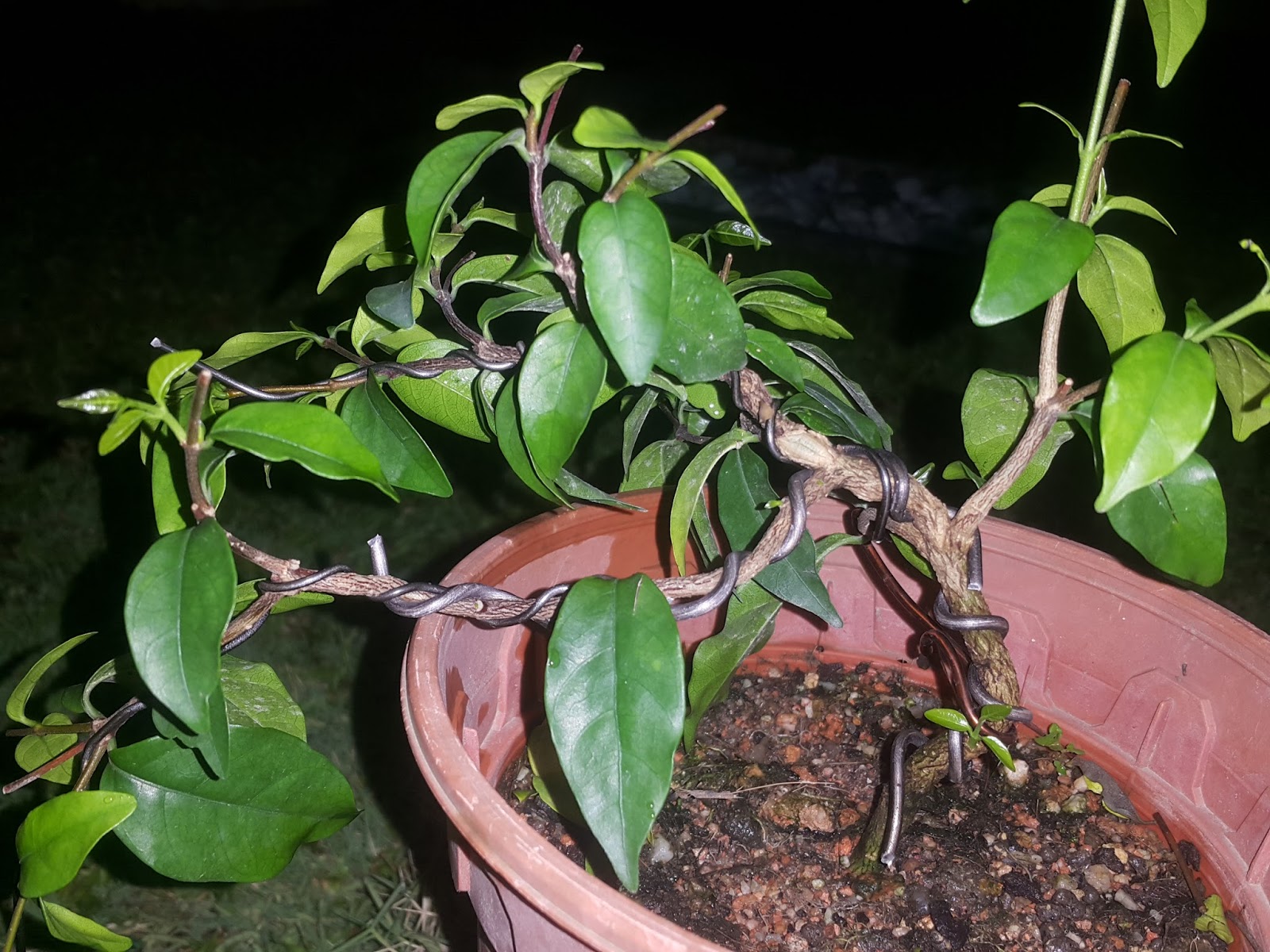 blog of amir rofie: Bonsai: Anak-anak pokok Santalia (Sep 2017)