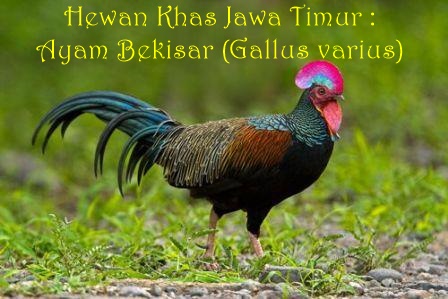 Blog Pendidikan: Hewan Khas Jawa Timur : Ayam Bekisar (Gallus varius)