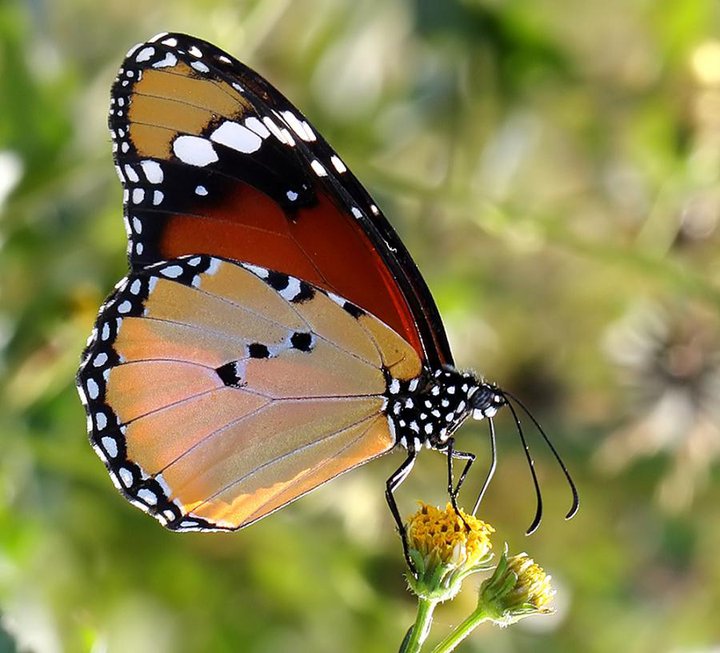LAS COLECCIONES DE MI VIDA: Mariposas