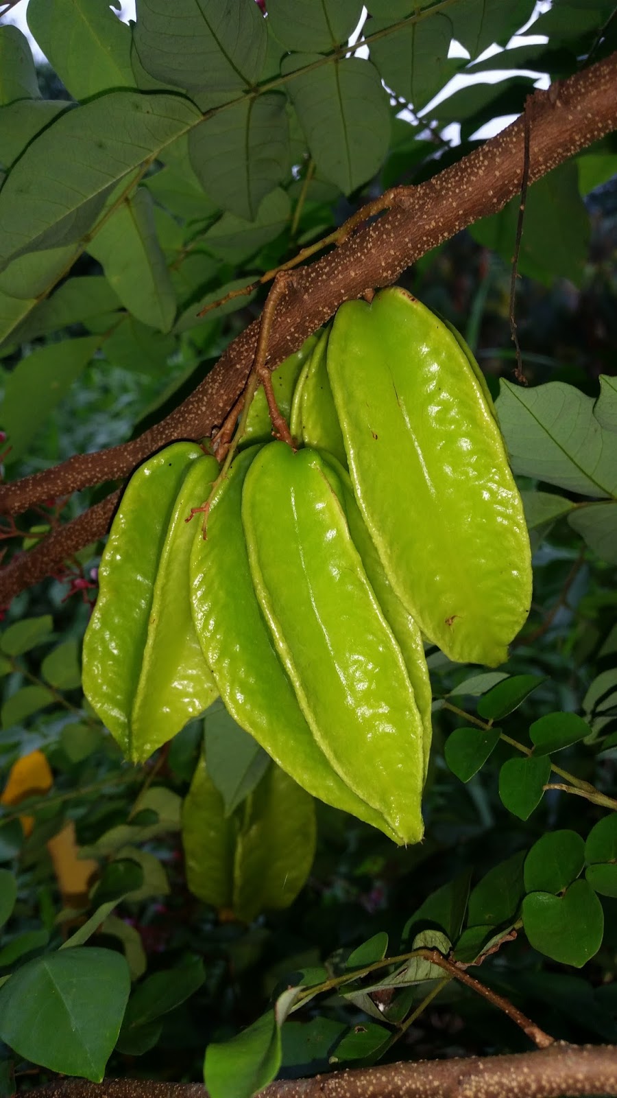 Warisan Petani: Pokok belimbing Besi.