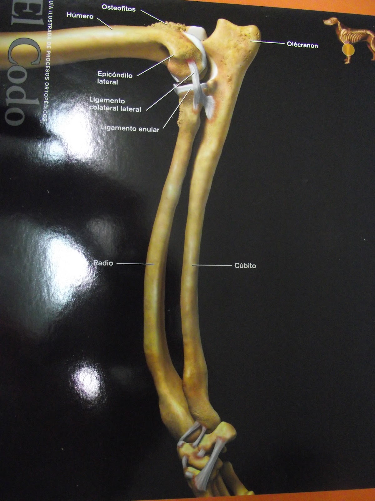 Casos clínicos de veterinaria en pequeños animales: RADIO CURVO