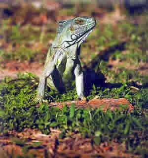 sertaonordestino: Belezas da Caatinga Aves e Animais do Sertão Nordestino