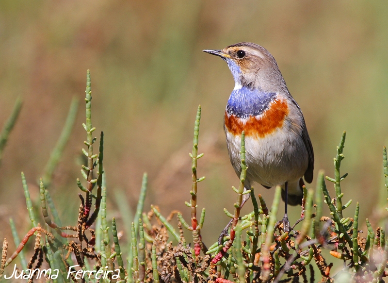 DE AVES Y BICHOS: El Pechiazul