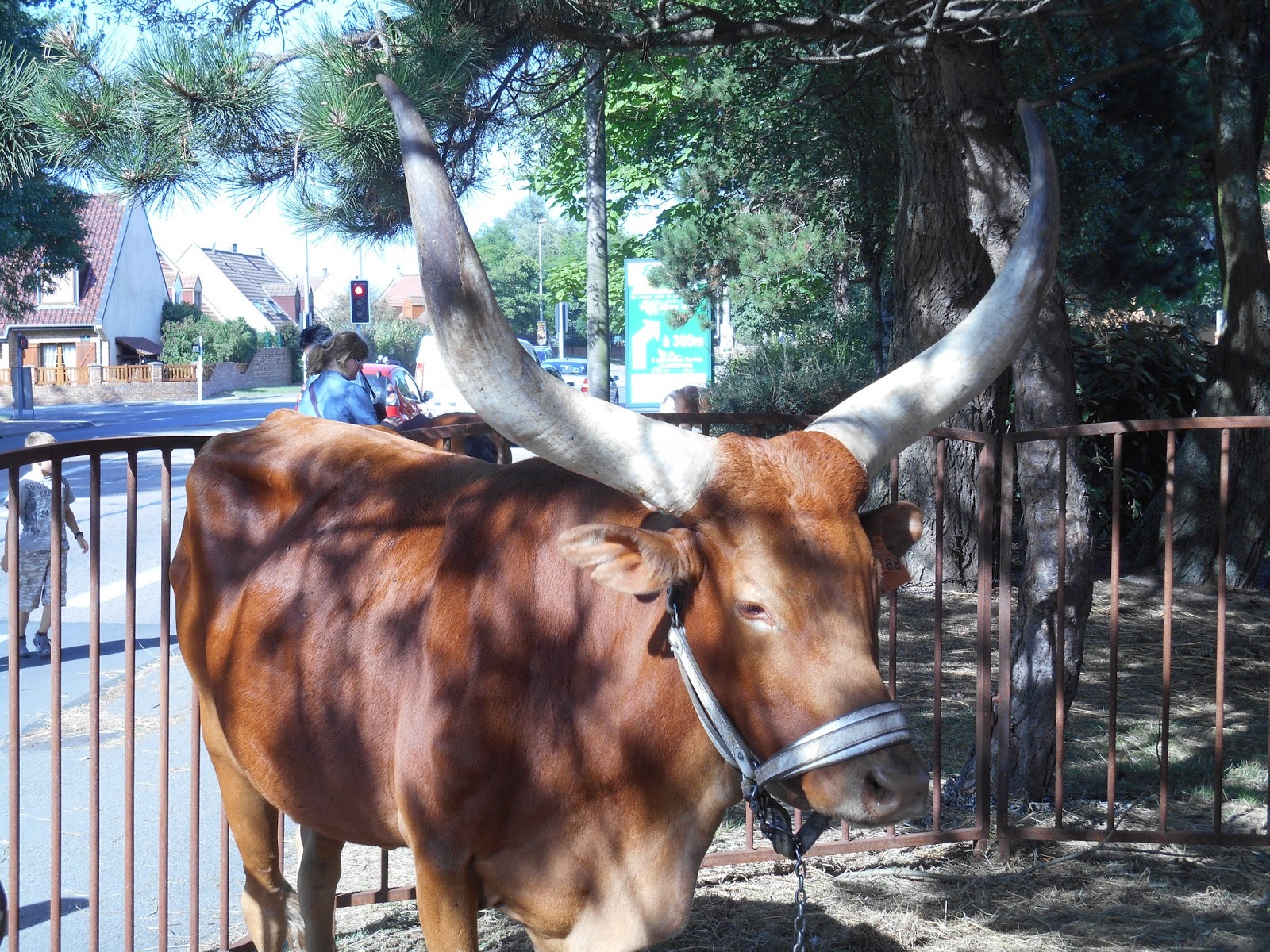 Madhouse Family Reviews: Madhouse Diaries : The Circus Came To Town