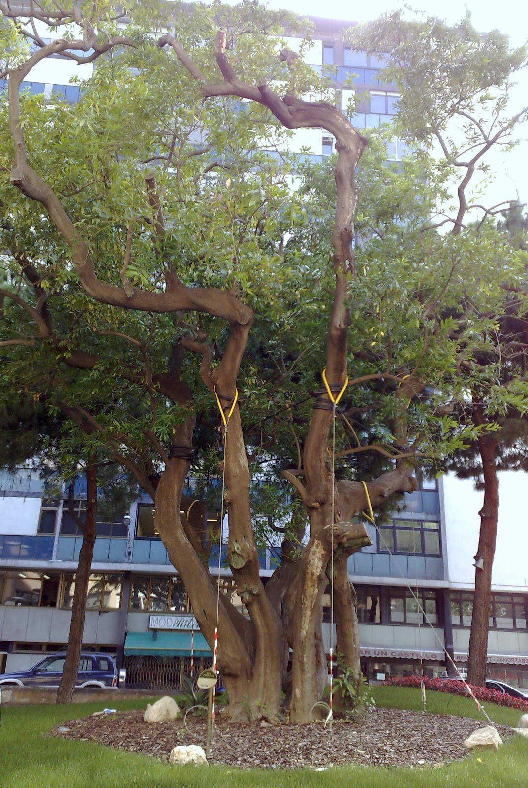 Árboles con alma: Cóculo. Cocul. (Cocculus laurifolius)