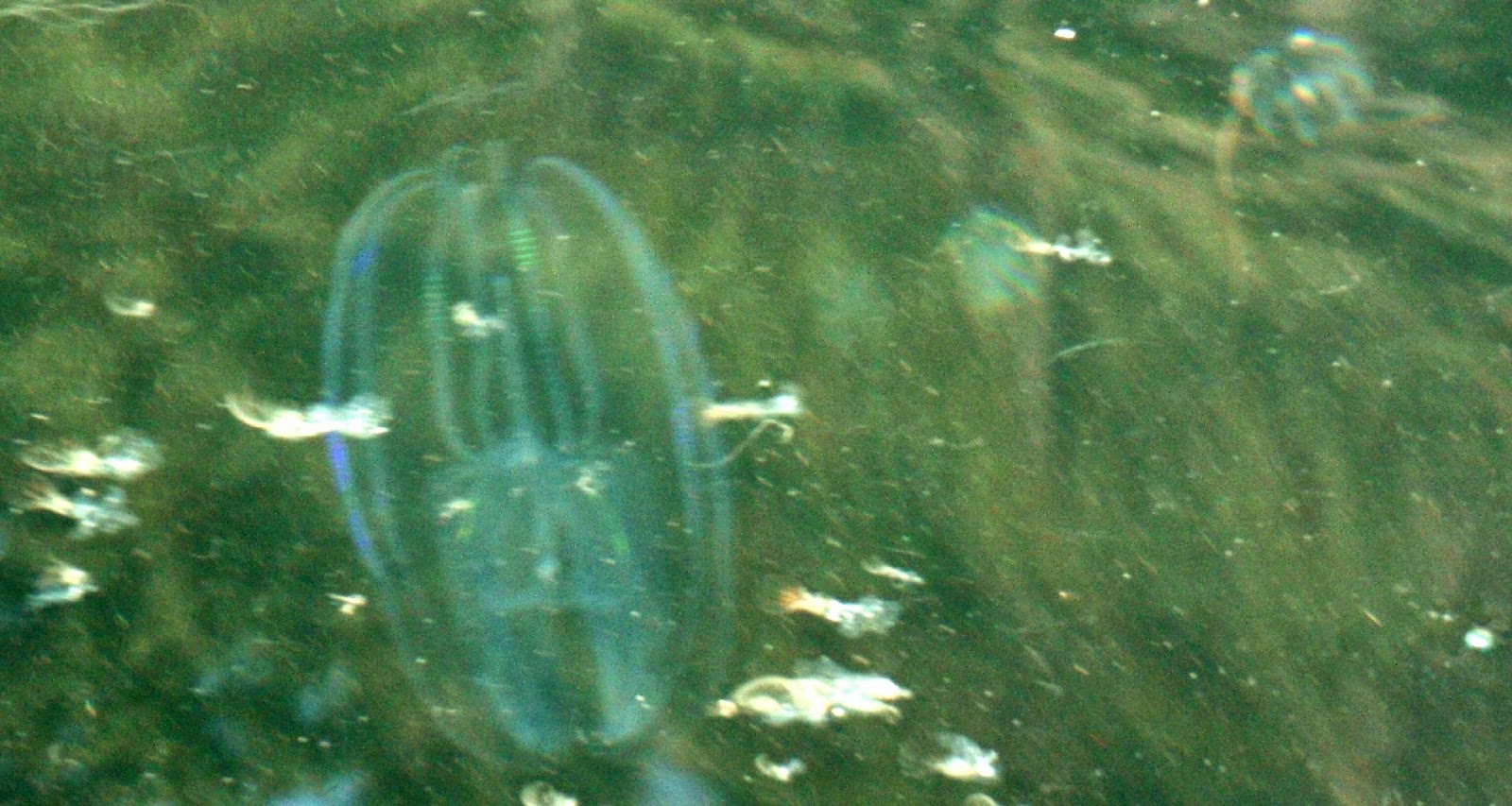 PenobscotPaddles: A Sighting of Ctenophora