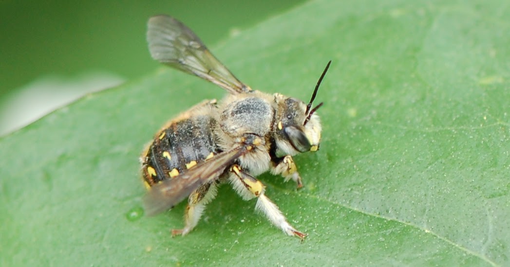 Urban Wildlife Guide: European Wool Carder Bee
