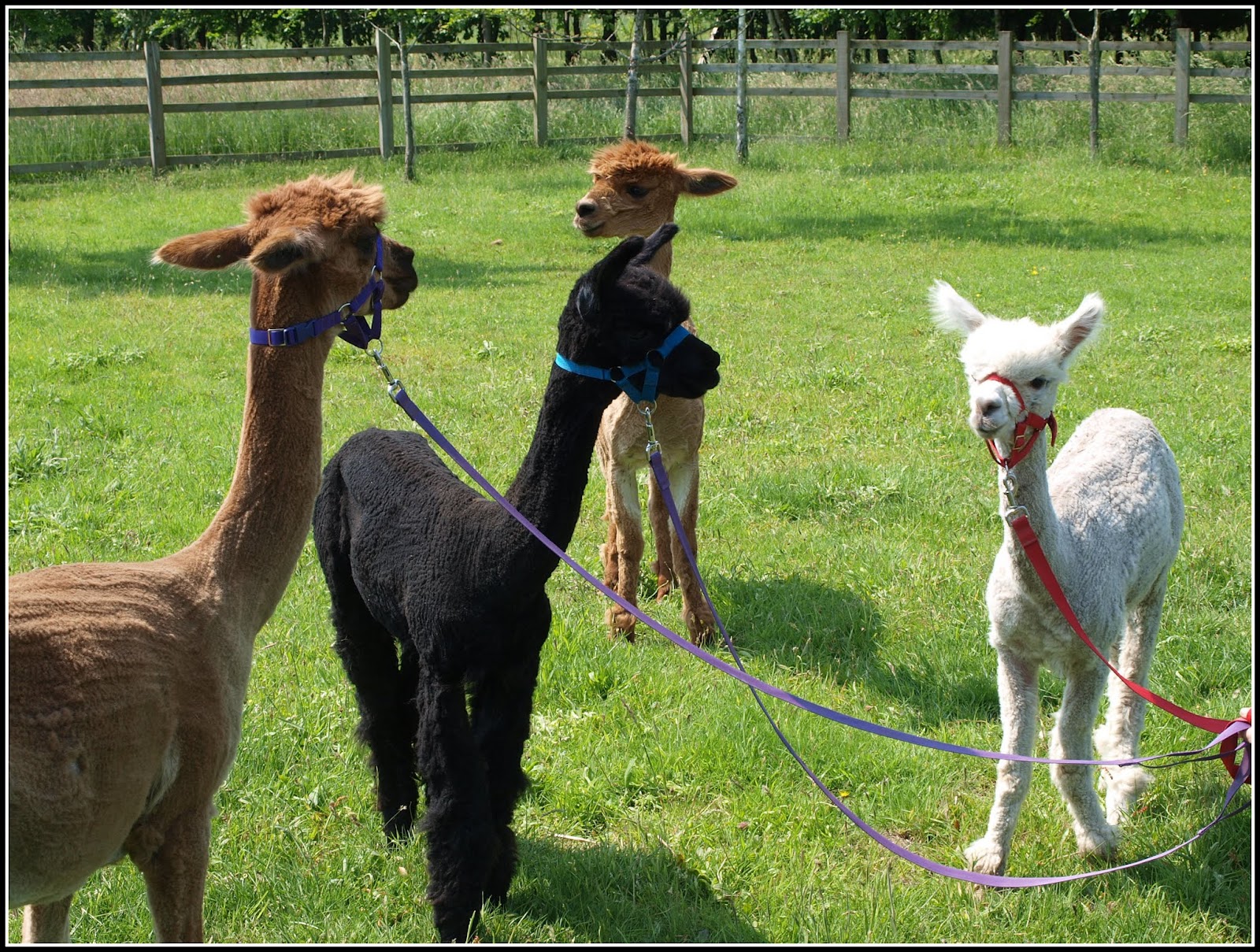 Mark's Veg Plot: Dipley Mill