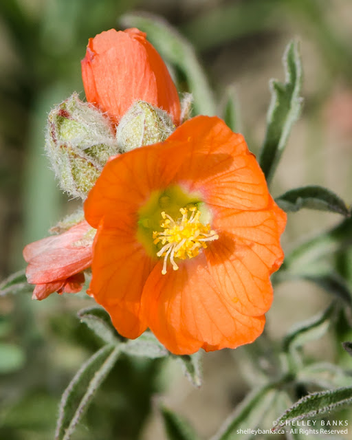 Prairie Wildflowers: Scarlet Mallow in the Grasslands: Summer Orange