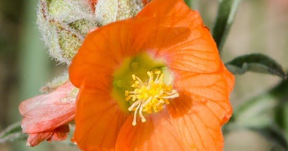Prairie Wildflowers: Scarlet Mallow in the Grasslands: Summer Orange