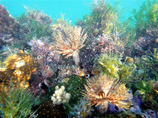 wild shores of singapore: Fire anemone at Seringat-Kias