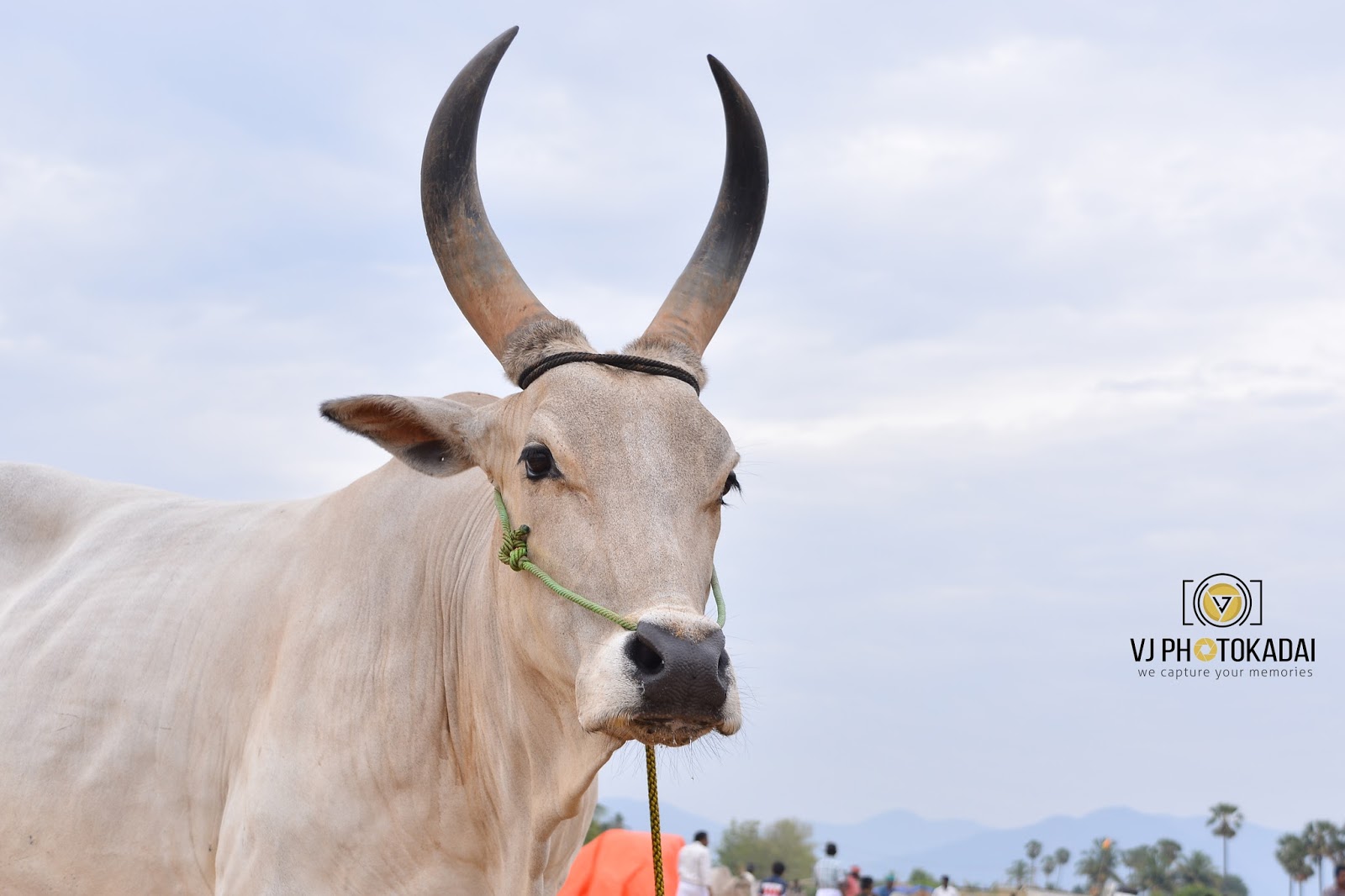Vj Photo Kadai Tamil Nadu Cattle Breeds Naatu Maadu An Quick Review 