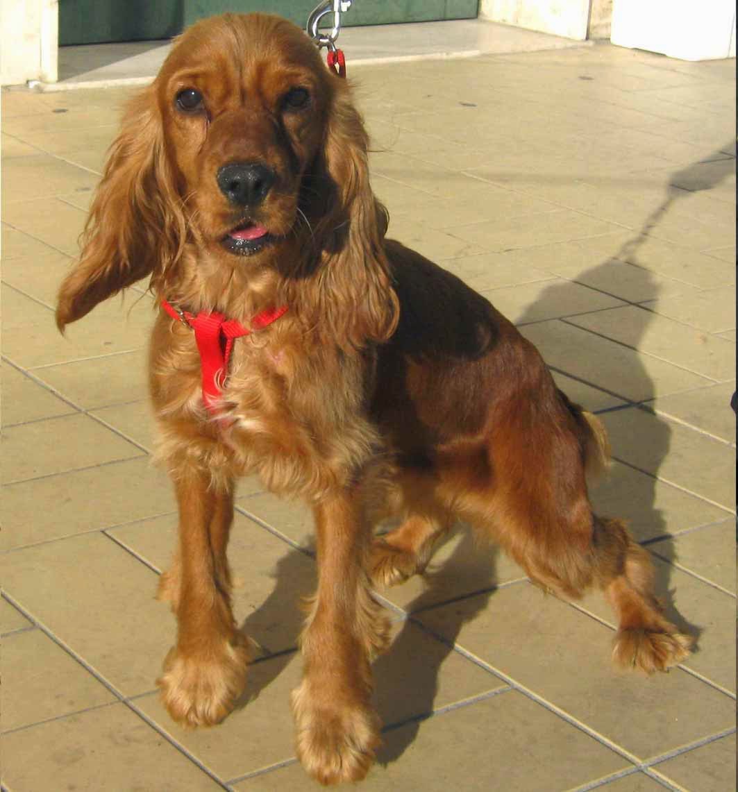 Adotta un cane a Siracusa: ADOTTATO - Cocker maschio adulto in regalo a ...