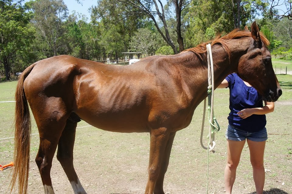 Save a Horse Australia Horse Rescue and Sanctuary
