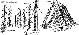 PO9 FARM PRACTICES: YAM CULTIVATION