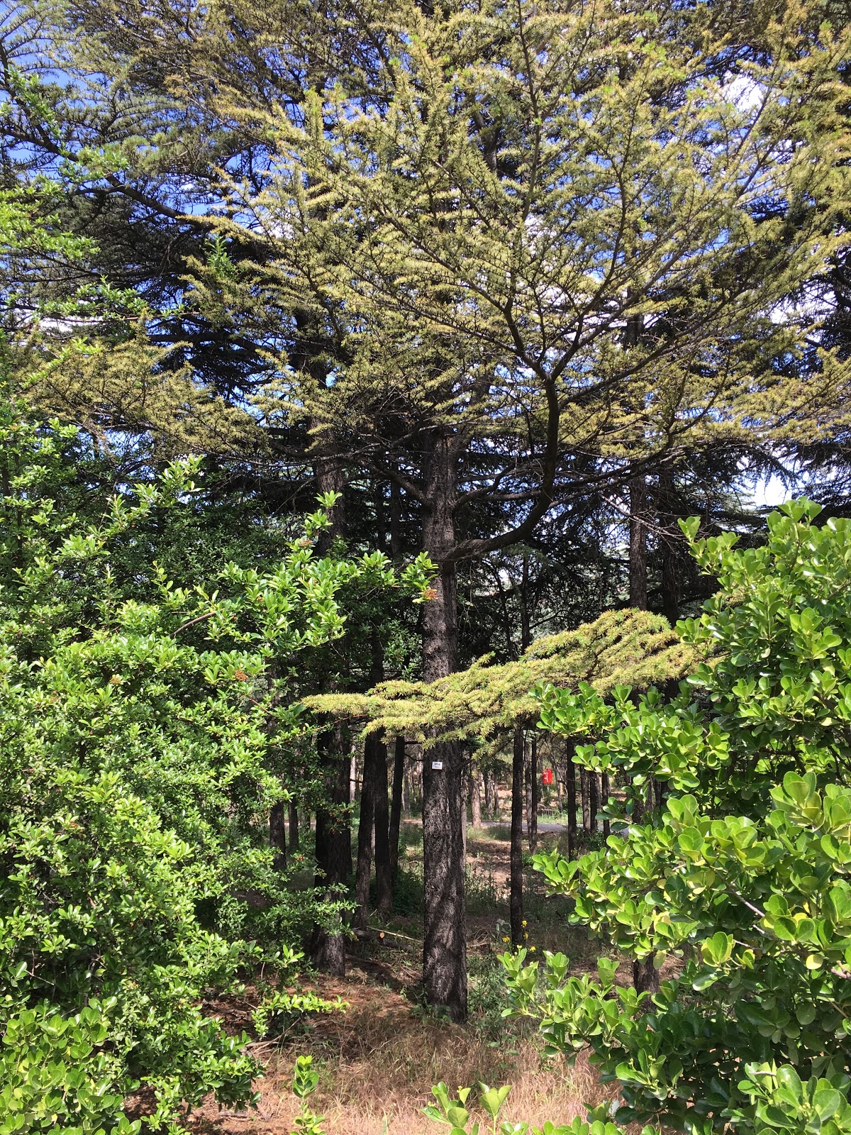 Sedir | Ağaç Defteri