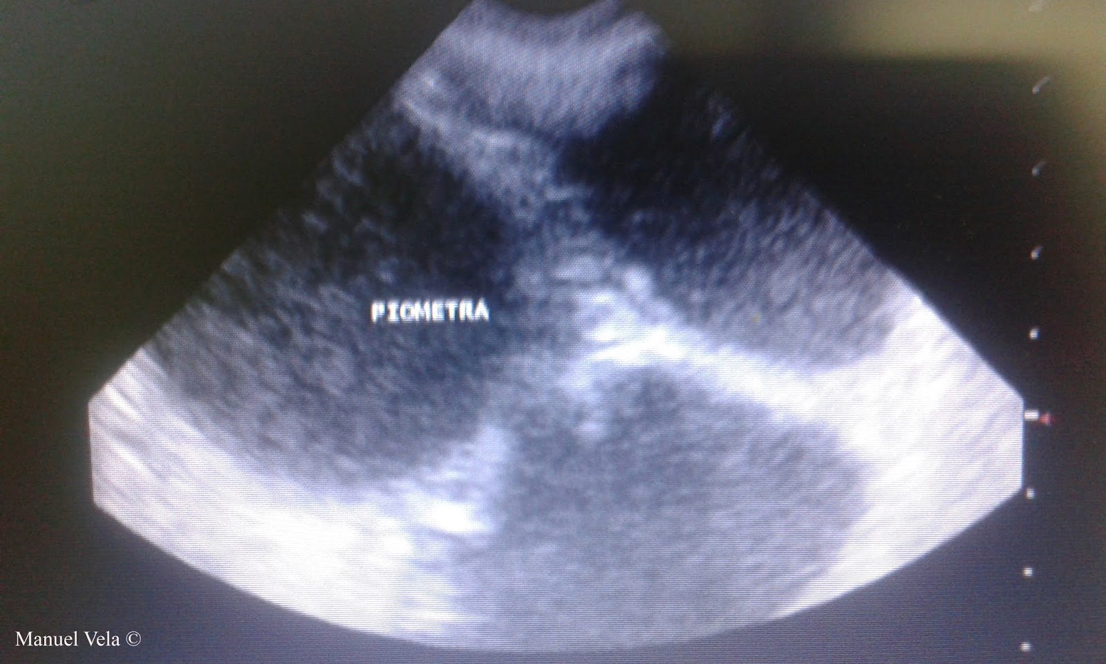 El blog de Manuel Vela y Miriam Sencianes: "PEQUEÑA PIOMETRA"