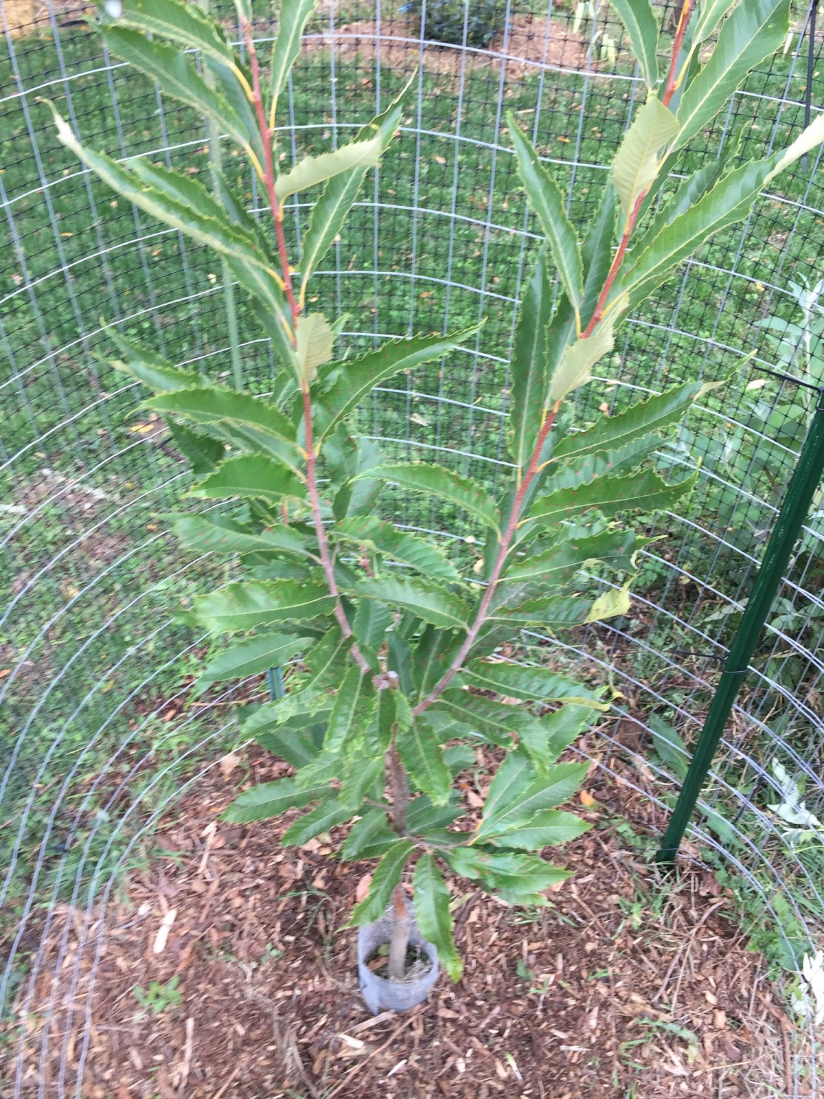 Daniel's Pacific NW Garden: Fall/Winter Projects. A New Deer Cage for ...