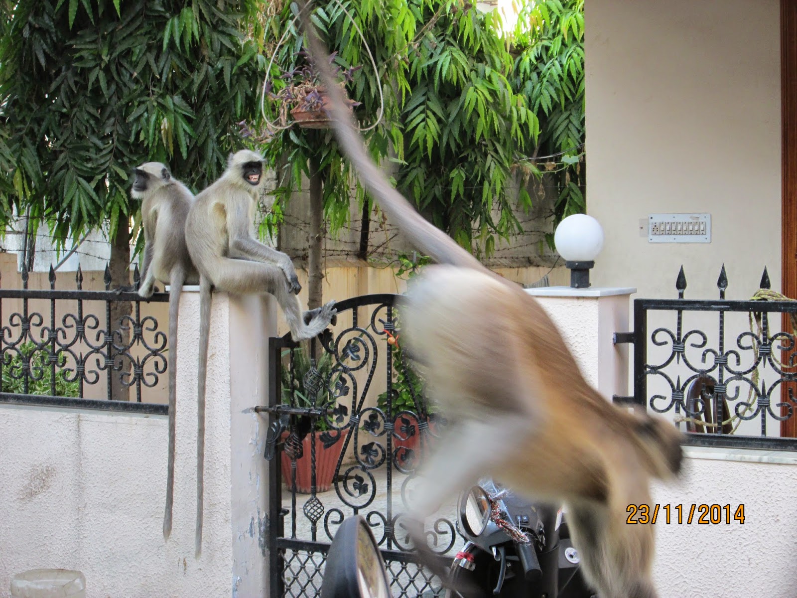 Only Beautiful Photography: MONKEYS AT THE GATE