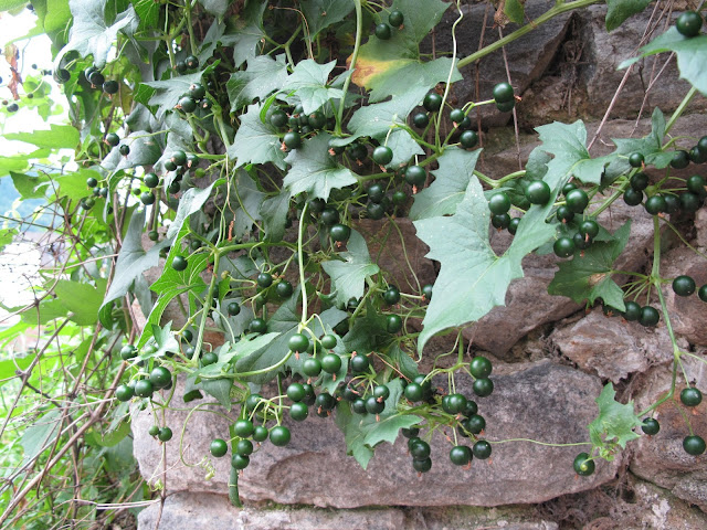 Plant World: Bryonia alba