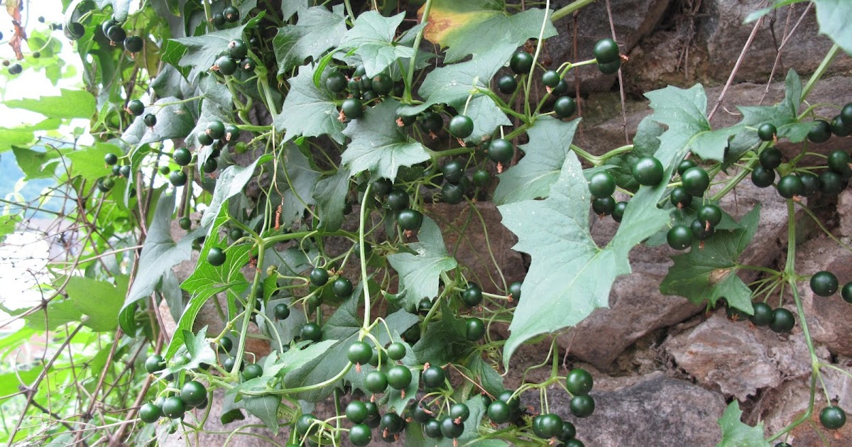 Plant World: Bryonia alba